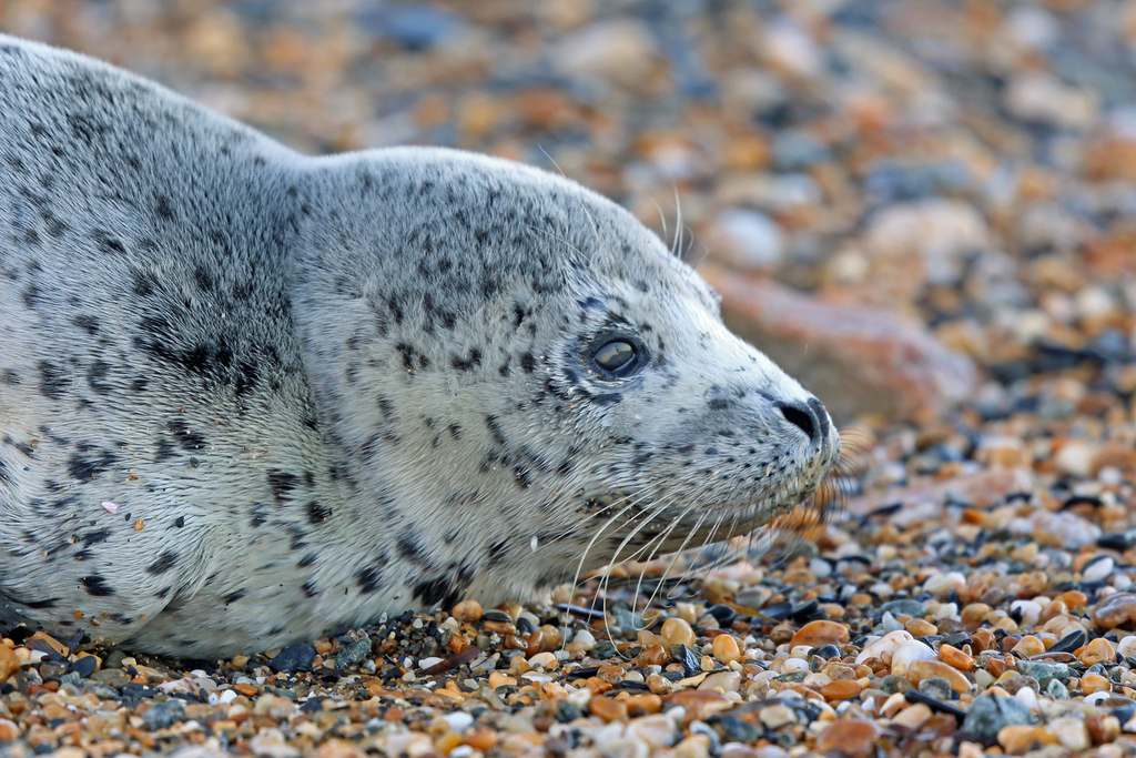 Spotted Seal (Phoca largha) - Know Your Mammals