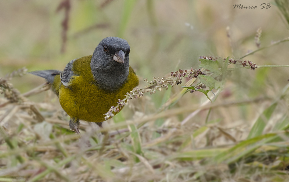 Gray-hooded Sierra-Finch from Marga Marga, Valparaíso, Chile on April ...