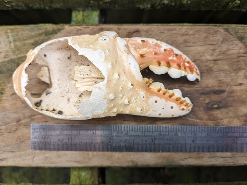 Lithodes macquariae · iNaturalist