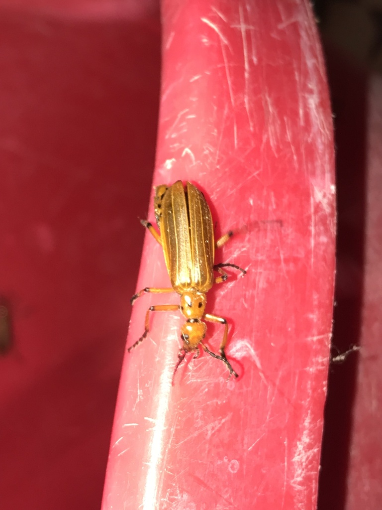 Pyrota quadrinervata from Privada Valle Eucaliptos, Monterrey, Nuevo ...