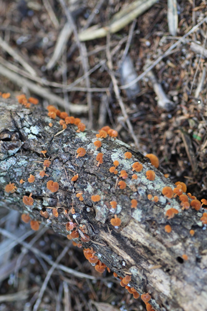 orange pore fungus from Bow Bridge WA 6333, Australia on May 22, 2023 ...