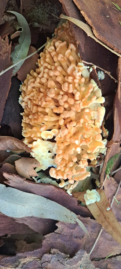 Aphelaria from Somersby NSW 2250, Australia on May 19, 2023 at 01:21 PM ...