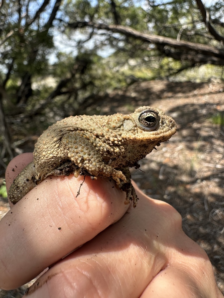 Red-spotted Toad in May 2023 by mtorres · iNaturalist