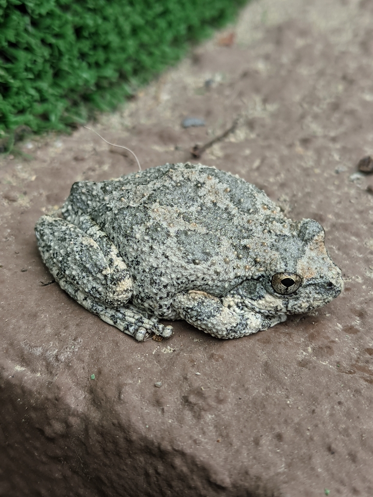 Tree Frogs and Allies from 22753 B.C., México on May 23, 2023 at 02:02 ...