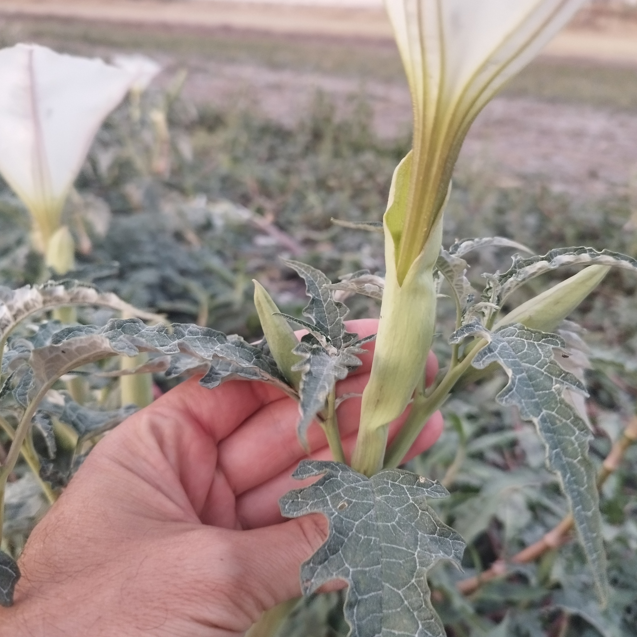 Datura ceratocaula Jacq.