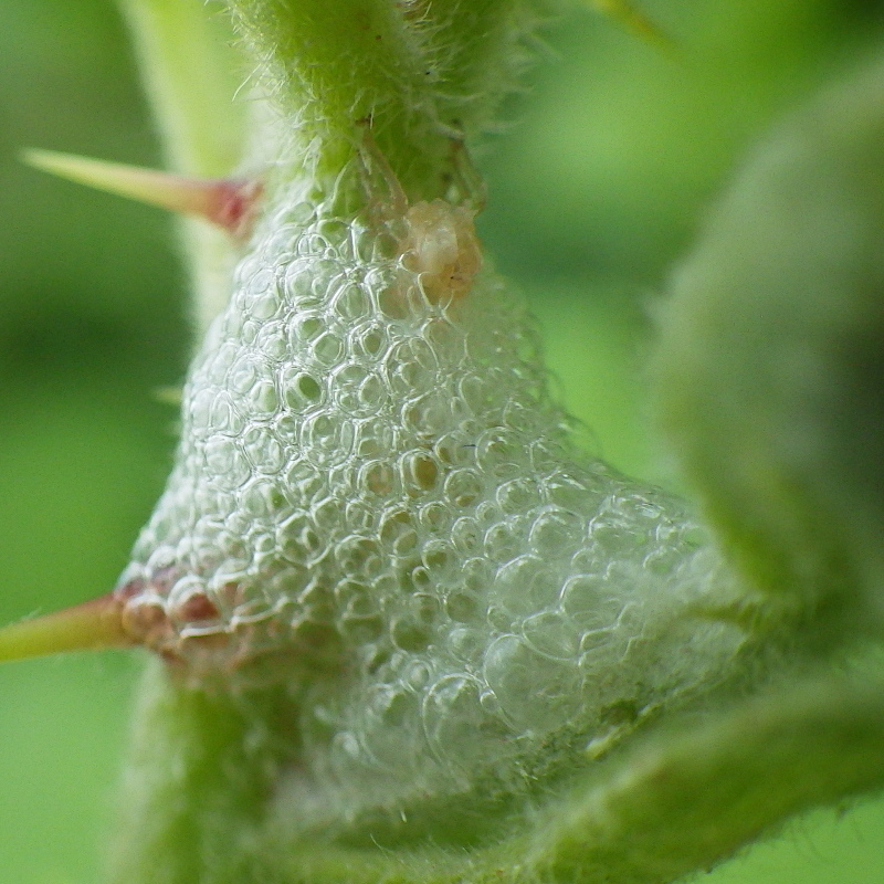 True Spittlebugs from Seattle, WA, USA on May 22, 2023 at 11:37 AM by ...