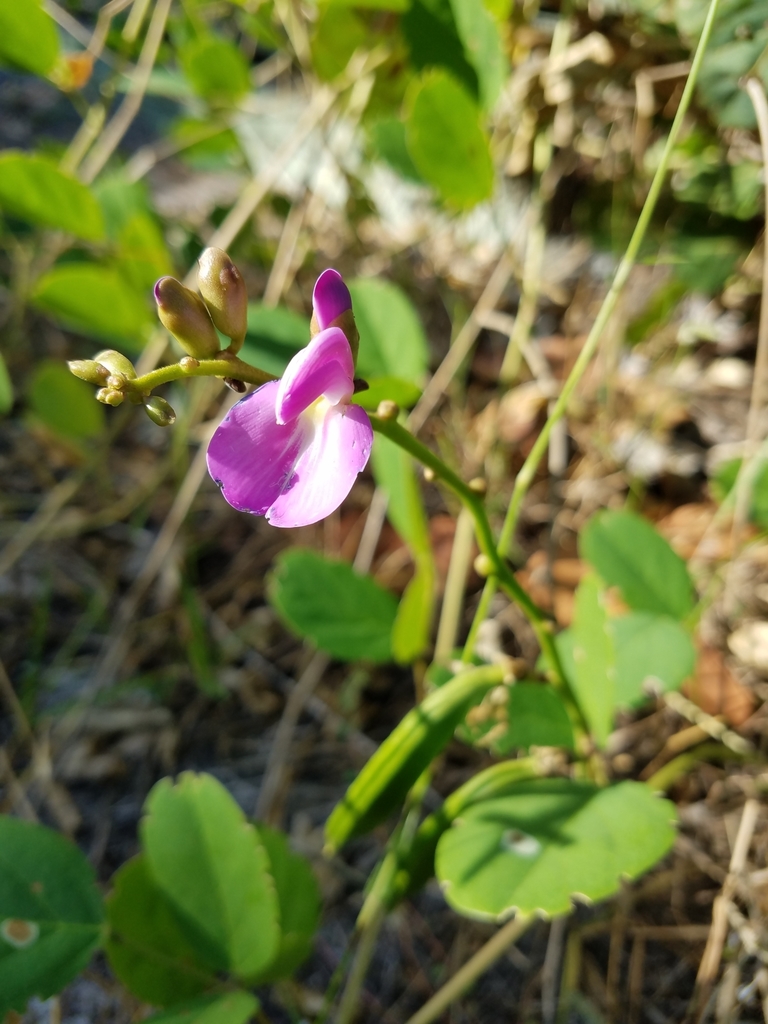 Beach Bean from Little Harbour, The Bahamas on November 18, 2018 at 03: ...