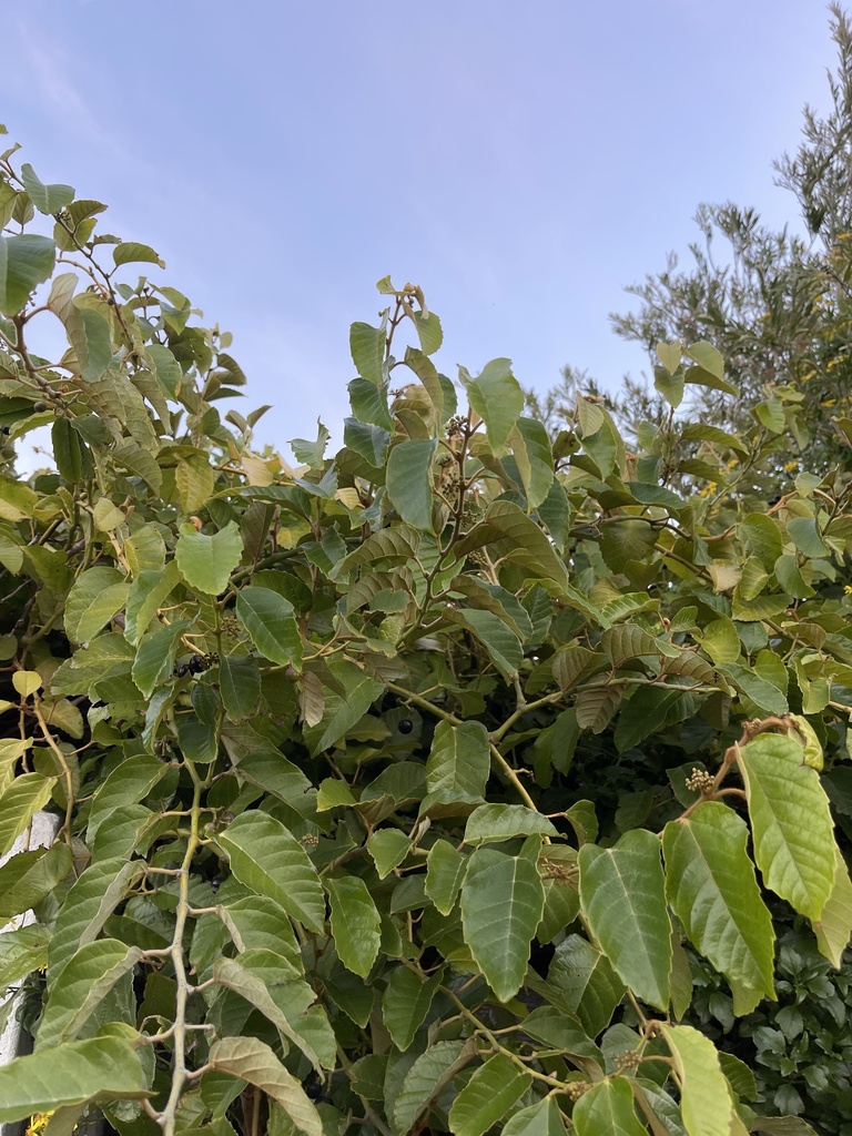 Kangaroo Vine from Kleintuin Road, Simon's Town, WC, ZA on May 23, 2023 ...