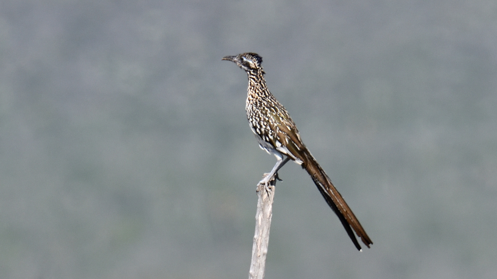 Greater Roadrunner from Bustamante, N.L., México on May 23, 2023 at 09: ...