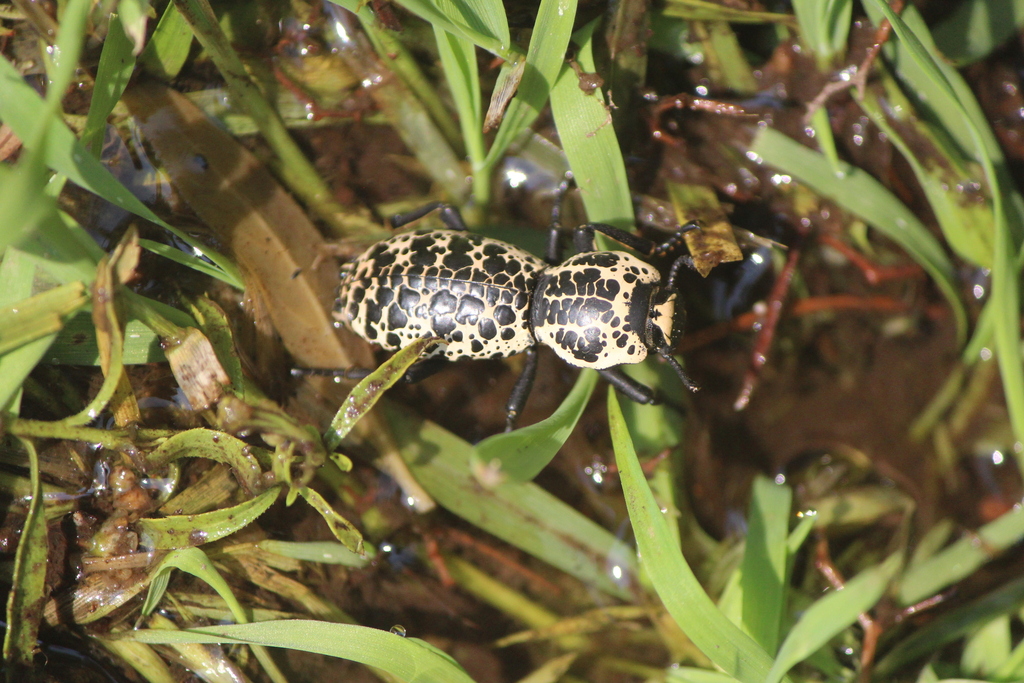 Zopherus nodulosus nodulosus from Cadereyta, Qro., México on May 23 ...