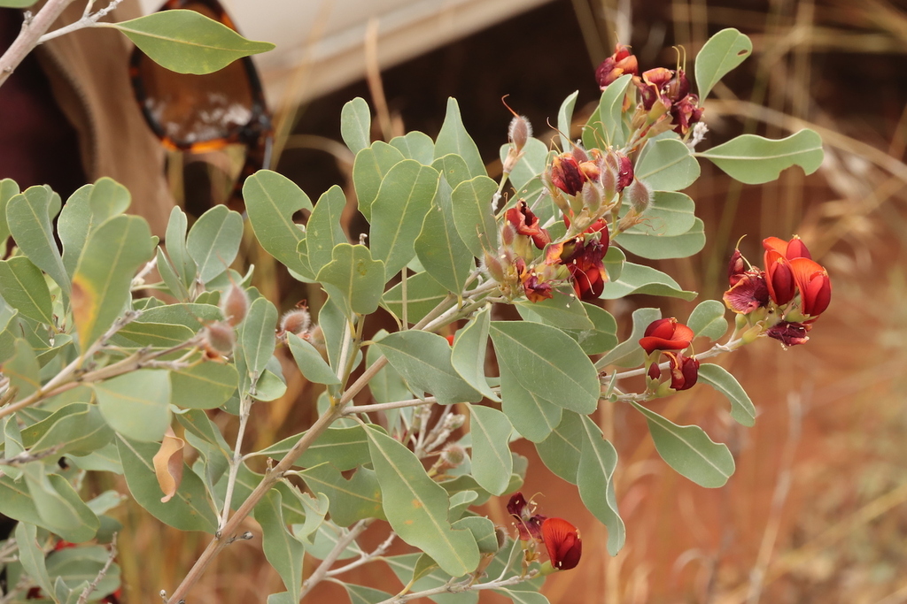 Heart Leaf Poison from White Mountains NP, QLD 4816, Australia on May ...