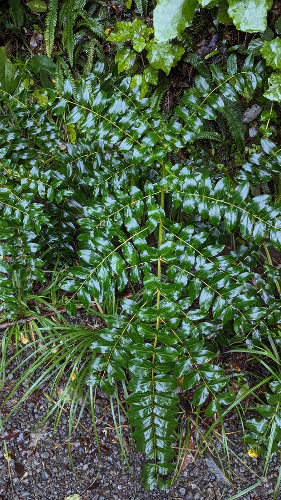 Tree Tutu from Carterton 5791, New Zealand on May 24, 2023 at 03:46 PM ...