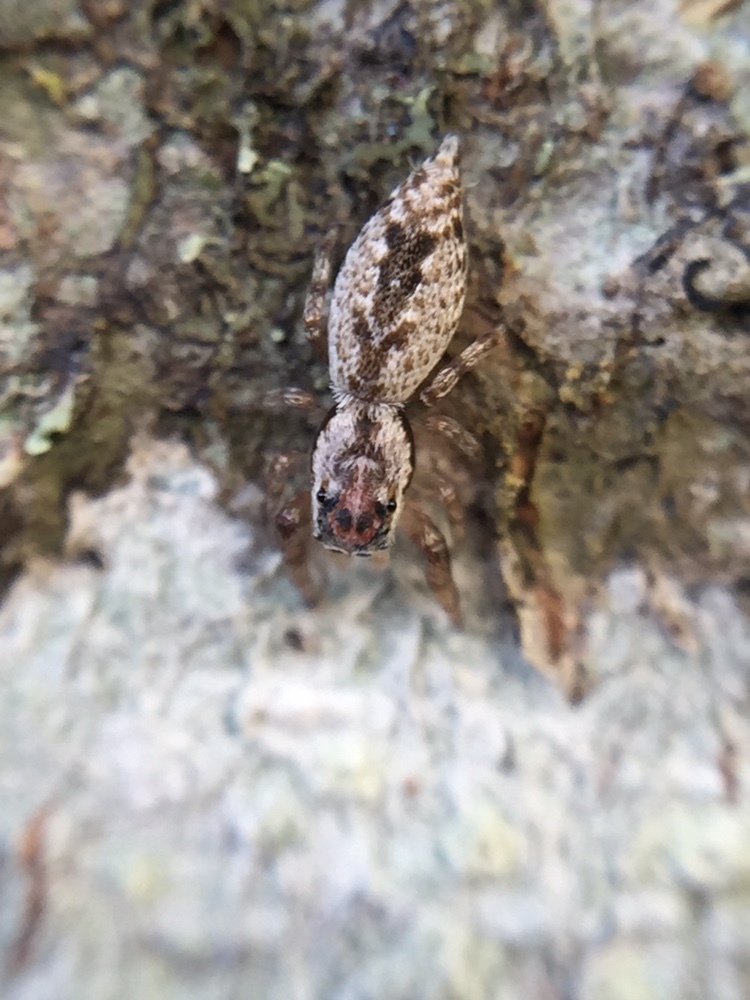 Jumping Spiders from Auckland, New Zealand on May 24, 2023 at 03:48 PM ...