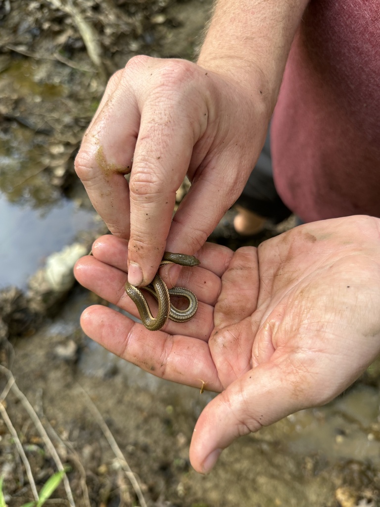 Queensnake in May 2023 by Drew R. Davis, Ph.D. · iNaturalist
