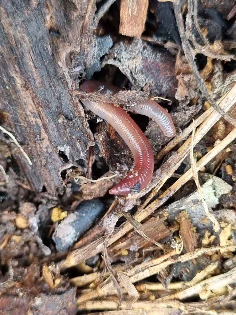 Common Earthworm from Mount Martha VIC 3934, Australia on May 24, 2023 ...