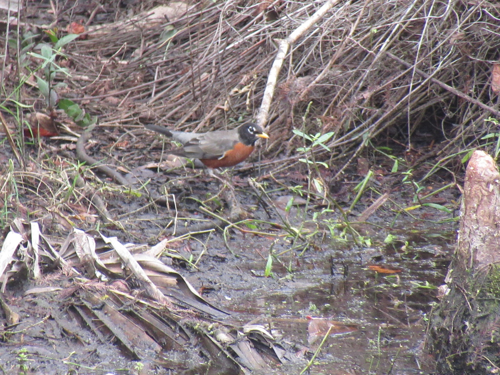 American Robin from Riverbend Park, Jupiter, FL, US on January 20, 2023 ...