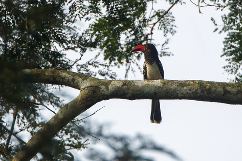 Red-billed Dwarf Hornbill (Tockus camurus) · iNaturalist