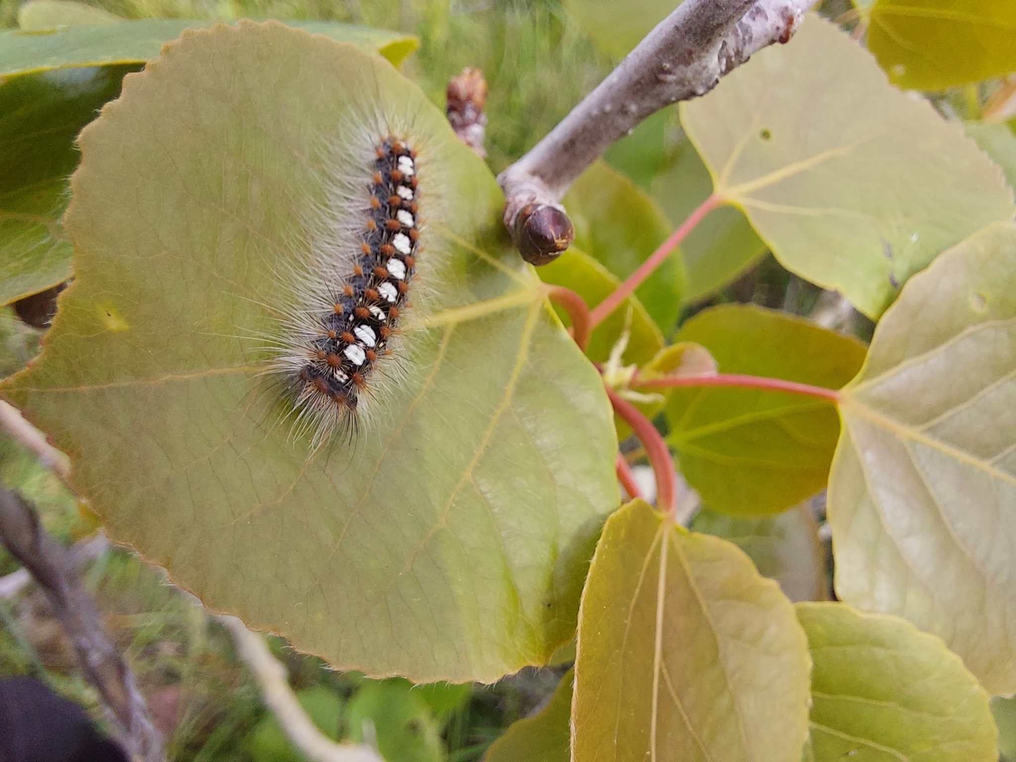 Leucoma salicis Linnaeus, 1758
