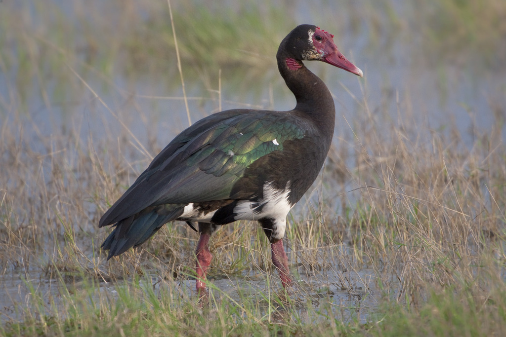 Spur-winged Goose (HX - Common birds of Guinea-Bissau) · iNaturalist