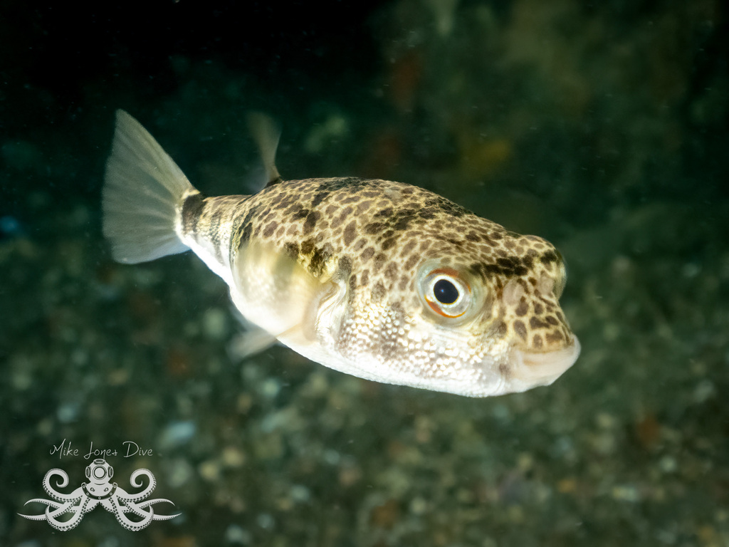 Common Toadfish from Sydney NSW, Australia on May 23, 2023 at 08:13 PM ...