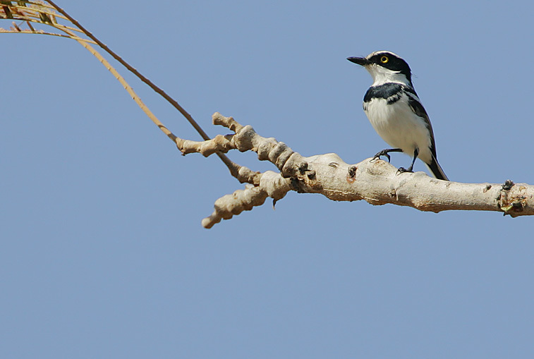 Senegal Batis (Batis senegalensis) - Avian Discovery