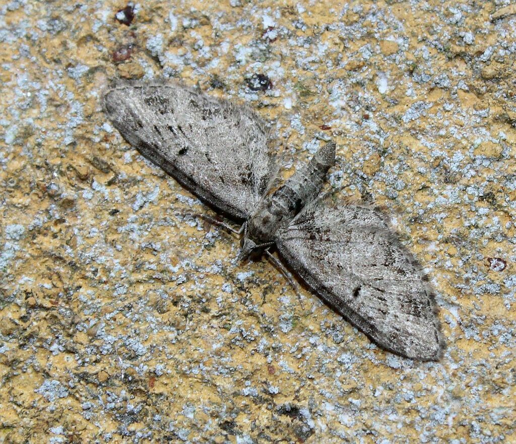 Mottled Pug from Netherton, Dudley, UK on May 23, 2023 at 06:33 AM by ...