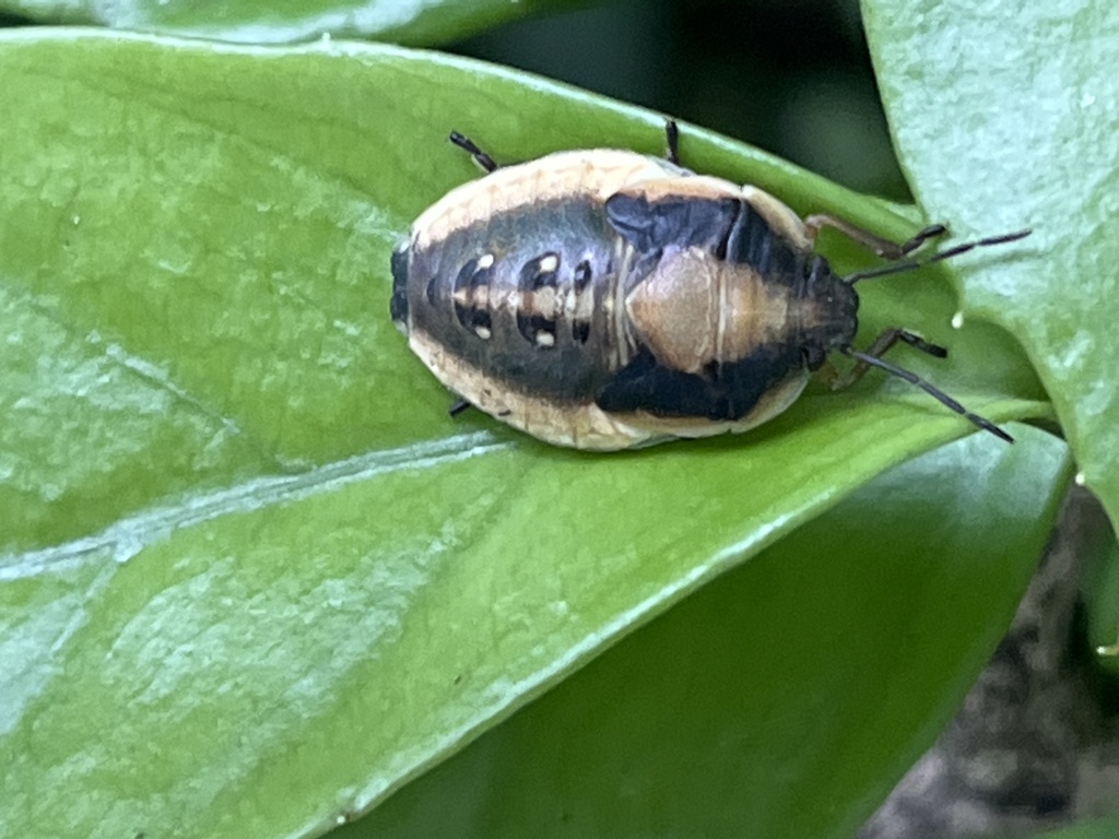 Hippotiscus dorsalis from 鄞州区, 宁波市, 浙江省, CN on May 24, 2023 at 02:28 PM ...