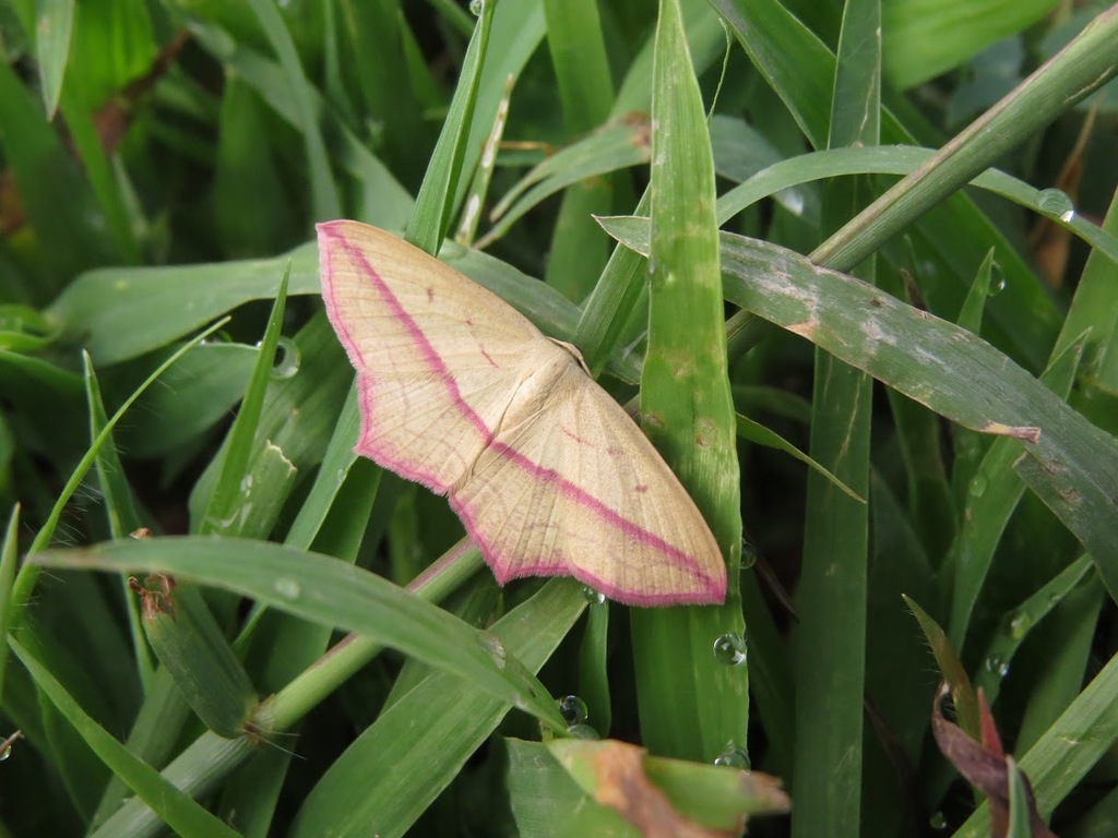Timandra convectaria from 日本、〒183-0014 東京都府中市是政 on September 22, 2019 ...