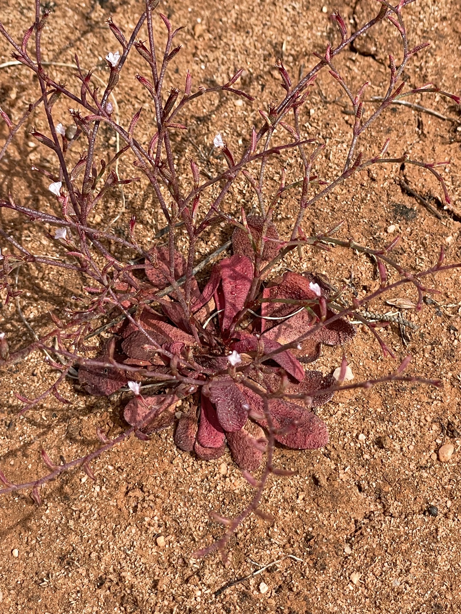 Limonium echioides (L.) Mill.