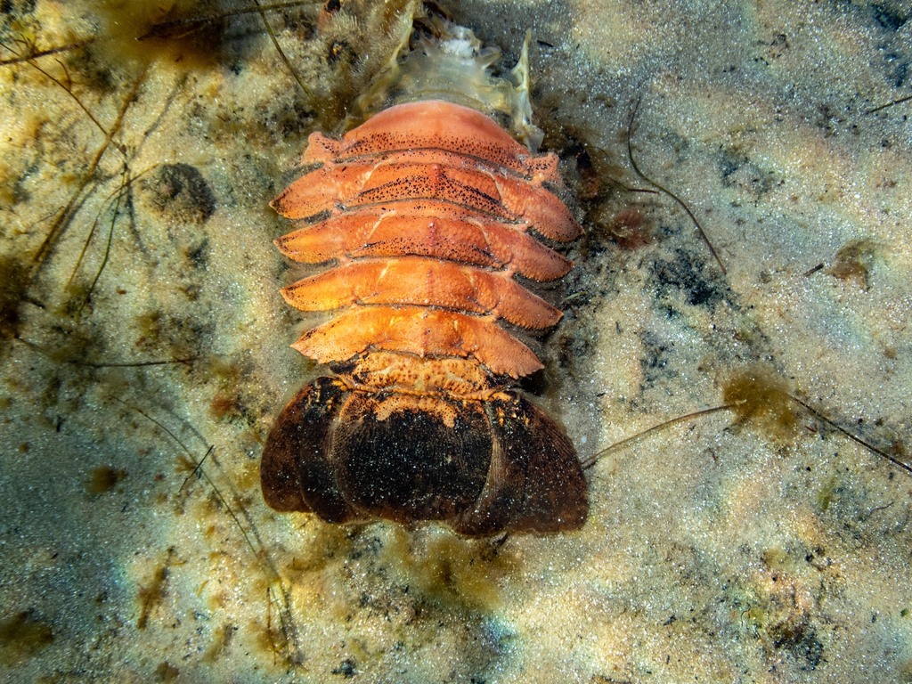balmain bug from Ricketts Point, Beach Road, Beaumaris VIC 3193 ...