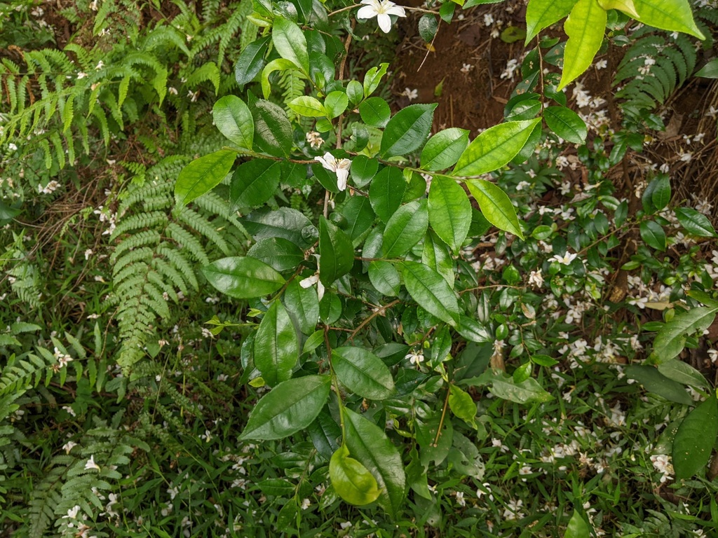 Eurya septata from 303台灣新竹縣湖口鄉湖口村 on April 23, 2022 at 04:48 PM by cyunf · iNaturalist
