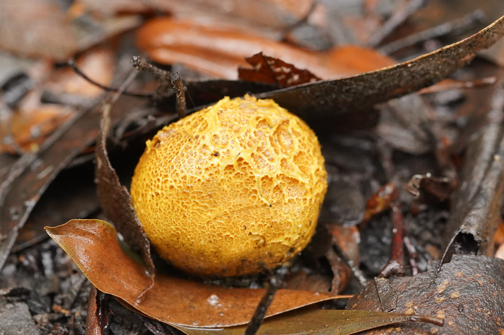 Scleroderma cepa Pers.