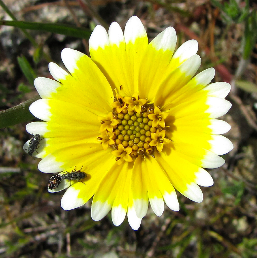 tidy tips (Layia platyglossa) - Botanical Realm