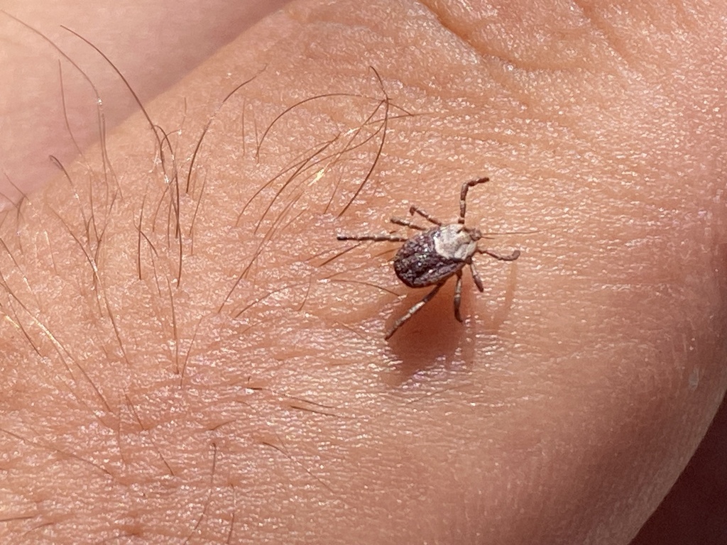 Pacific Coast Tick from Ensenada, Baja California, MX on May 23, 2023 ...