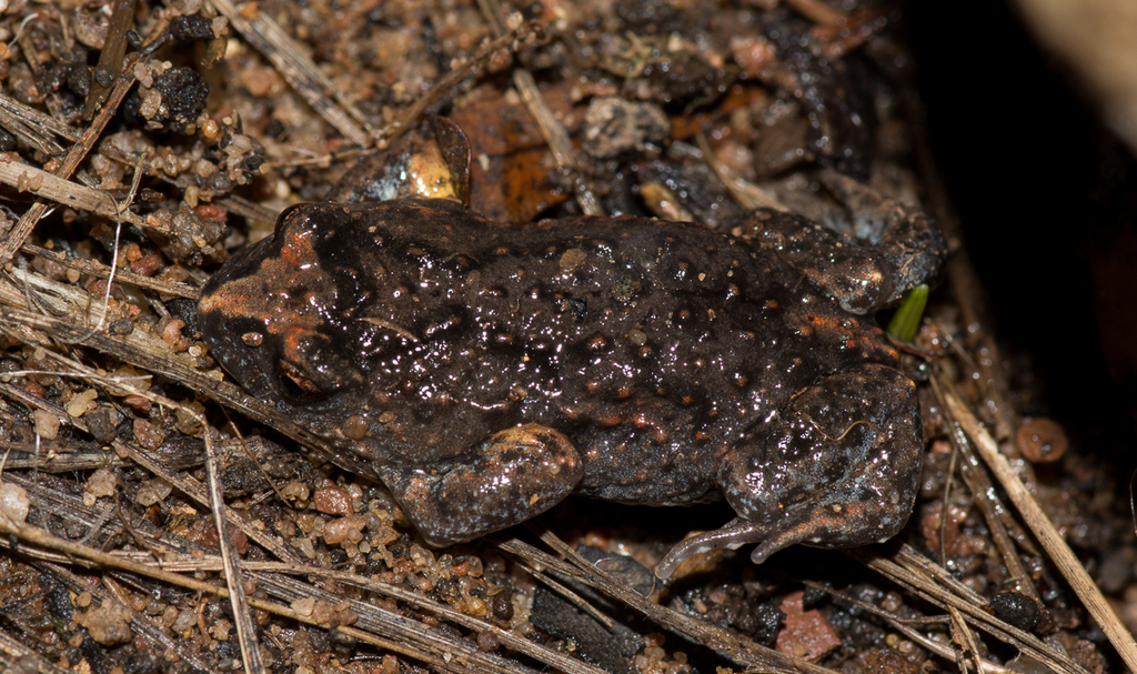 Brown Toadlet from Anstey Hill Recreation Park SA 5091, Australia on ...
