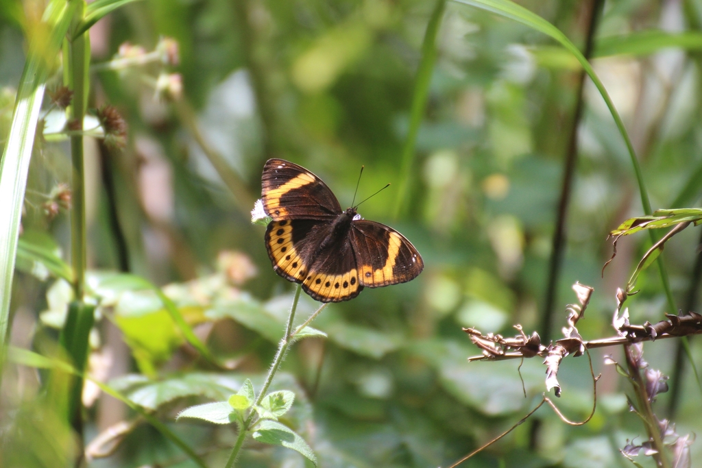 Eight-Spot Butterfly from Touho, Nouvelle-Calédonie on July 3, 2021 at ...