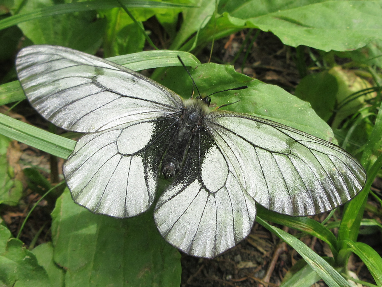 Parnassius stubbendorfii Ménétriés, 1849