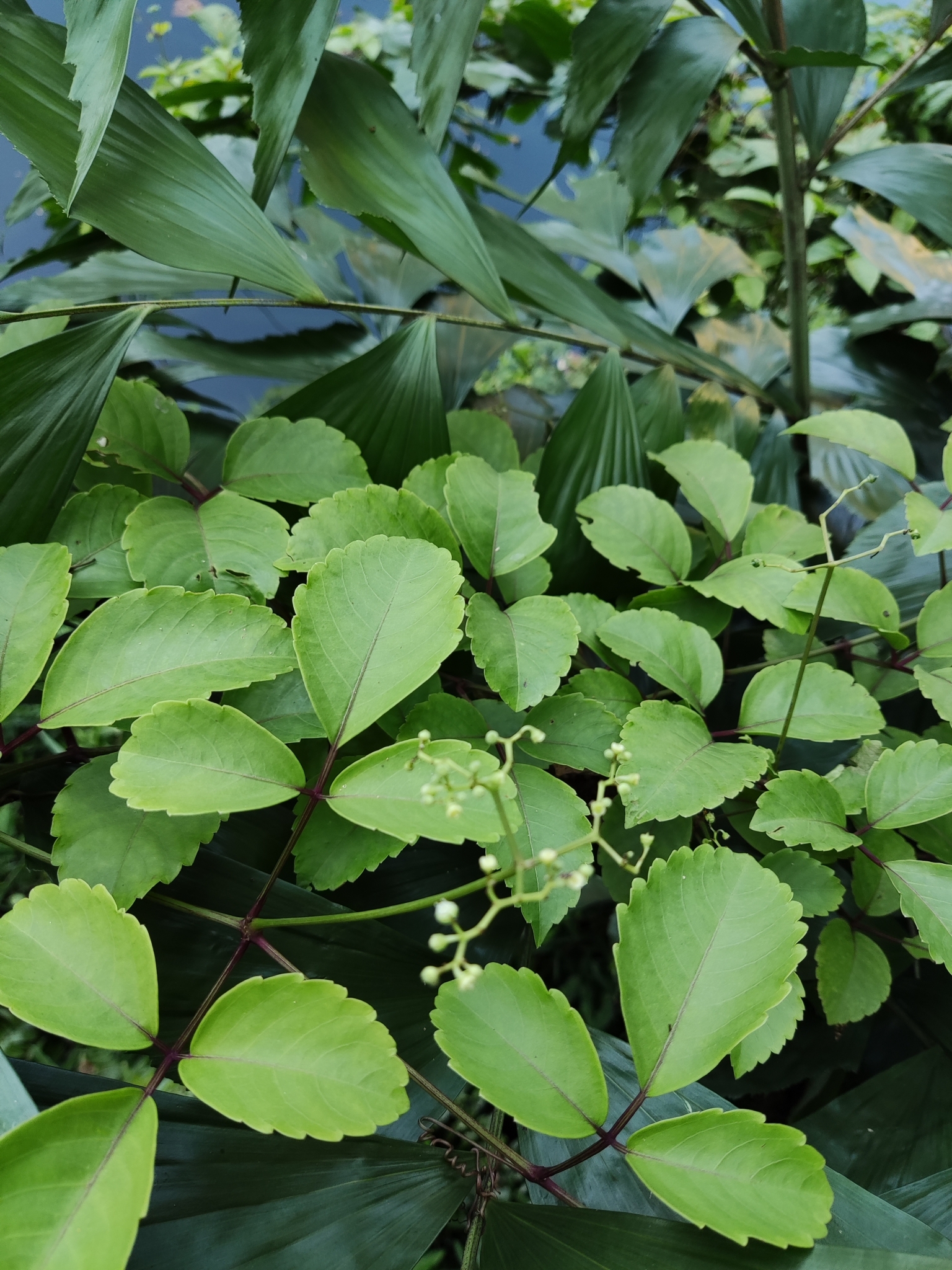 Causonis trifolia (L.) Mabb. & J.Wen