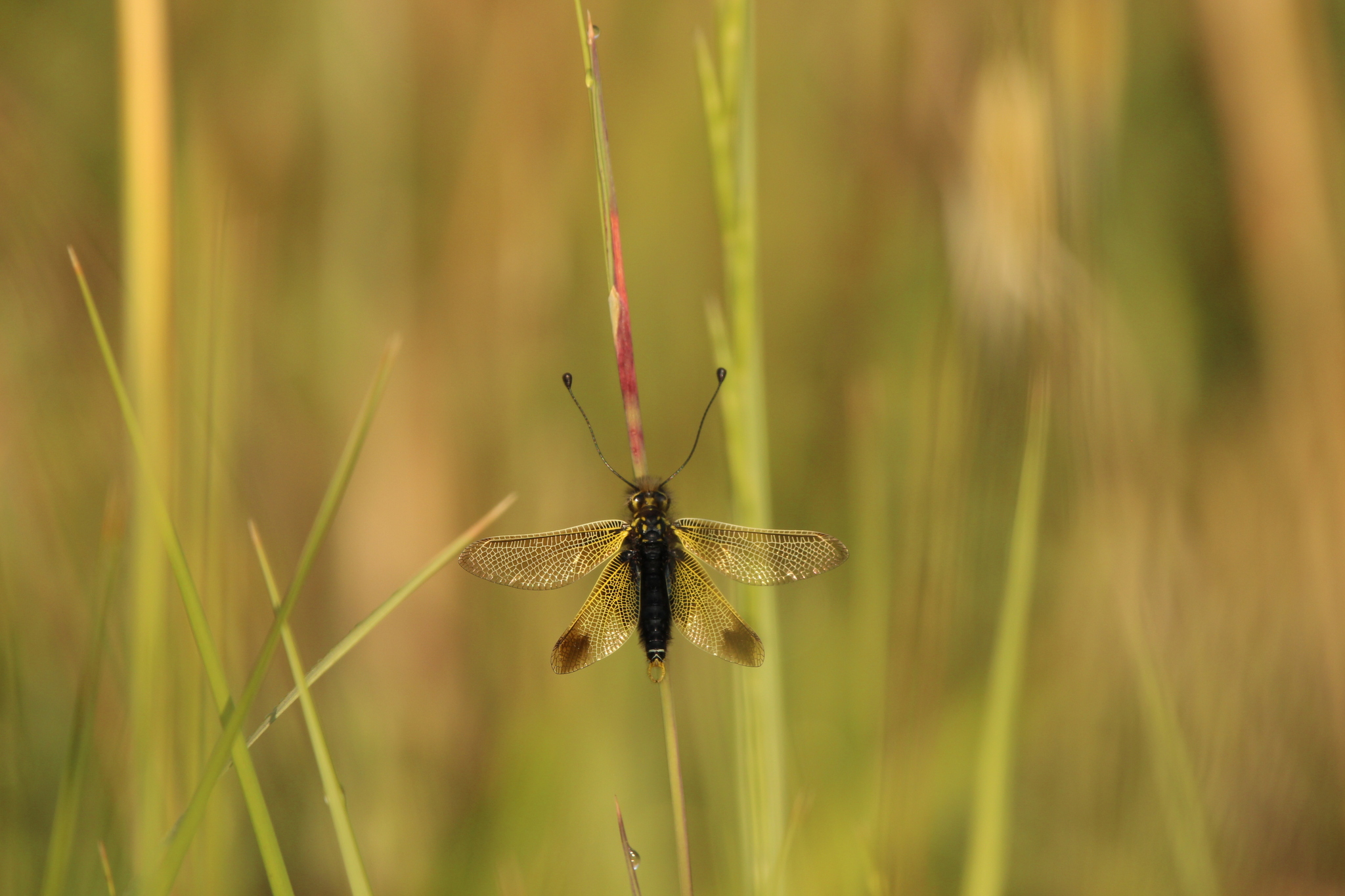 Libelloides ictericus (Charpentier, 1825)