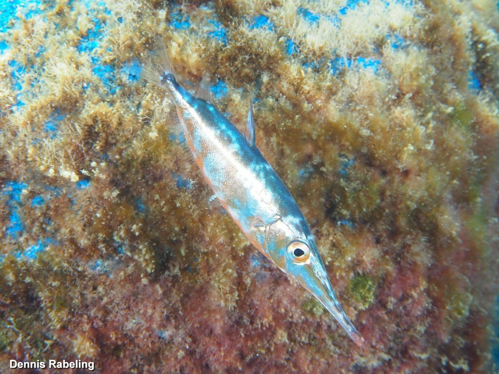 Little Bellowsfish from Las Palmas, ES-CN, ES on May 23, 2023 at 01:22 ...