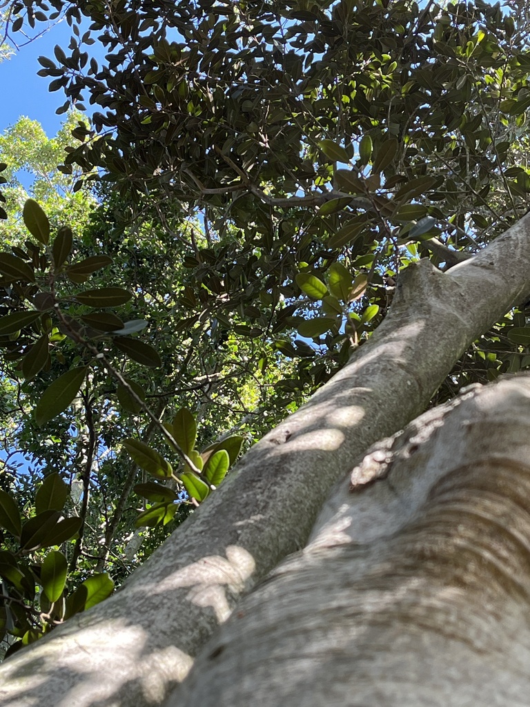 Port Jackson fig from Tristan Street, Durbanville, WC, ZA on May 24 ...