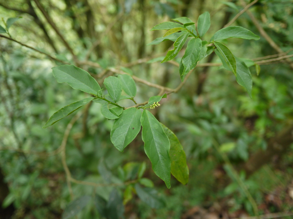 Dense-flowered China Laurel from 116台灣台北市文山區 on May 21, 2023 at 03:41 ...