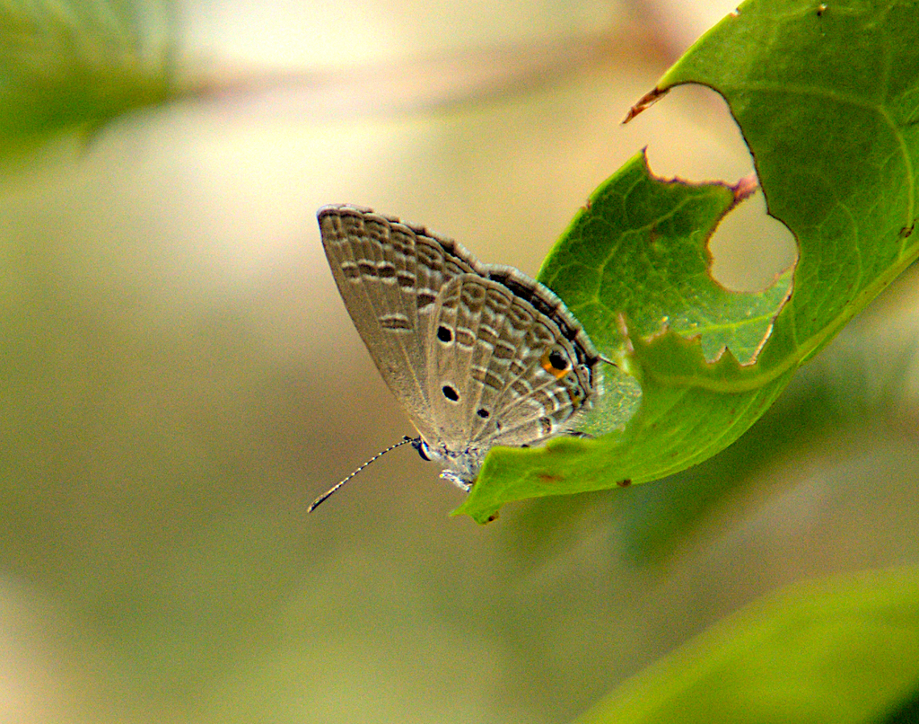 Plains Cupid from Brookefield, Bengaluru, Karnataka, India on April 27 ...