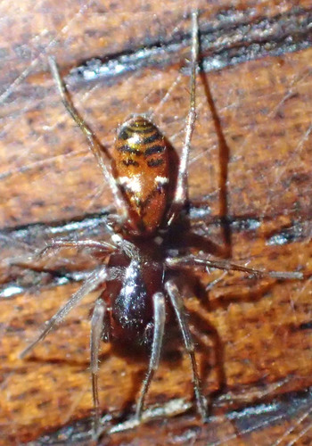 Micaria gosiuta · iNaturalist