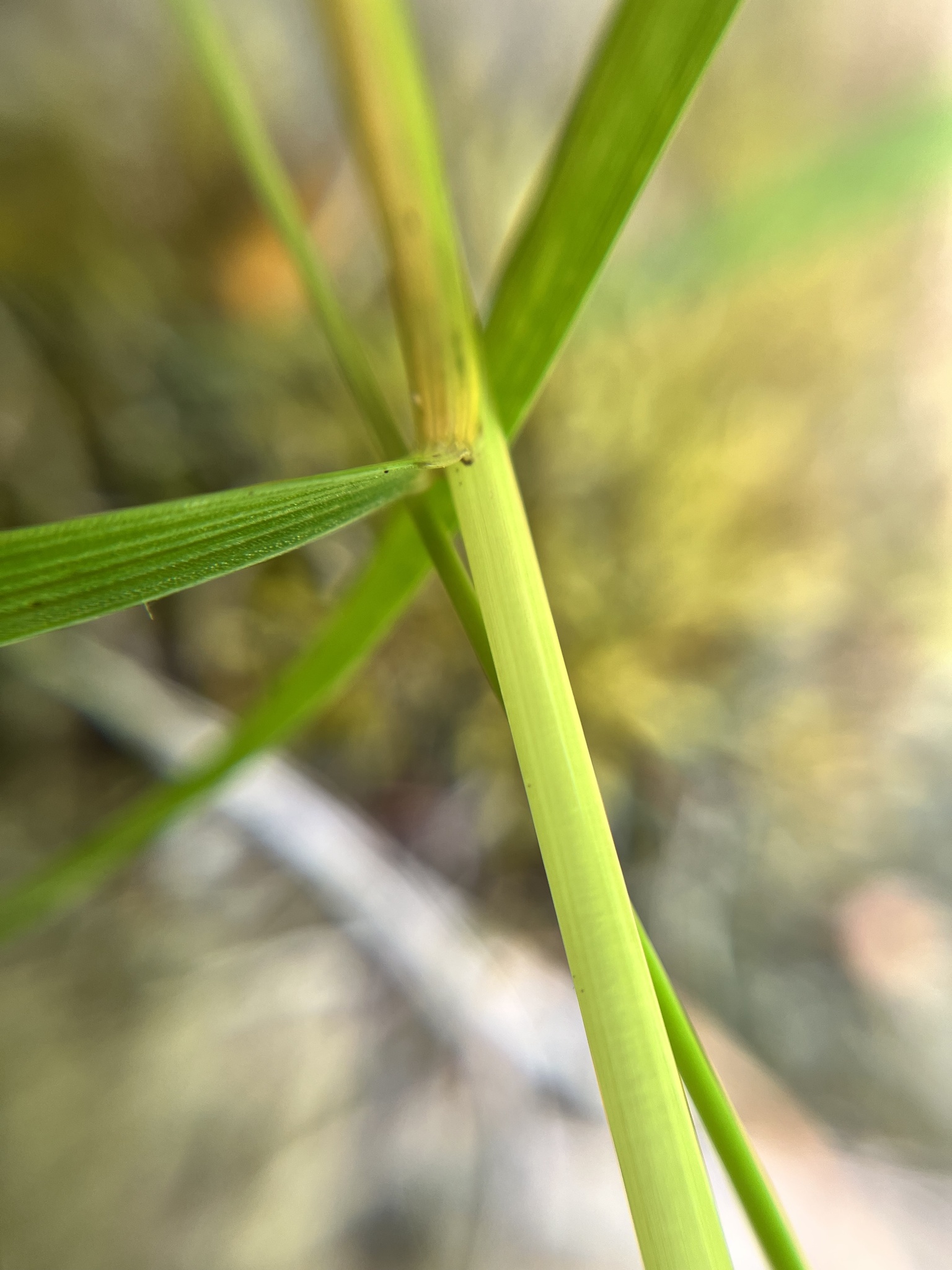 Festuca rubra L.