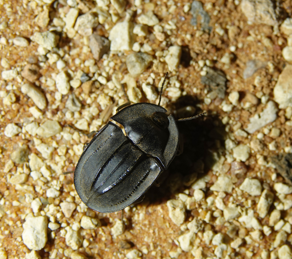 Pie-dish Beetles from Lyndon WA 6701, Australia on April 16, 2023 at 10 ...