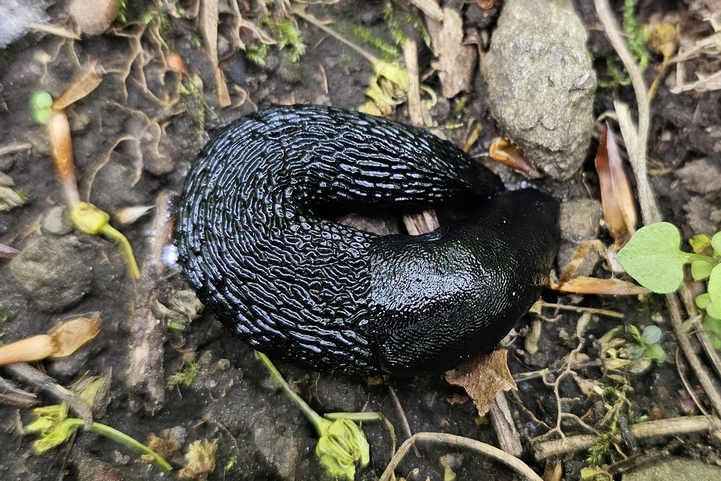 Ash-black Slug from 36145 Hofbieber, Deutschland on May 18, 2023 at 03: ...