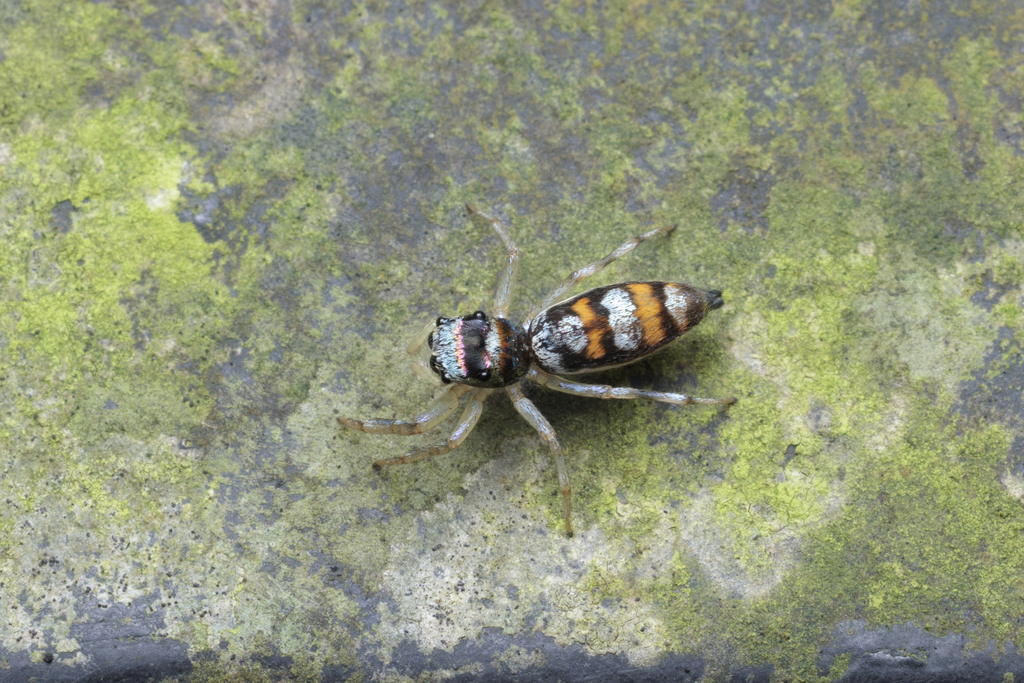 Chrysilla acerosa from Harlech Rd, The Peak, Hong Kong on May 24, 2023 ...