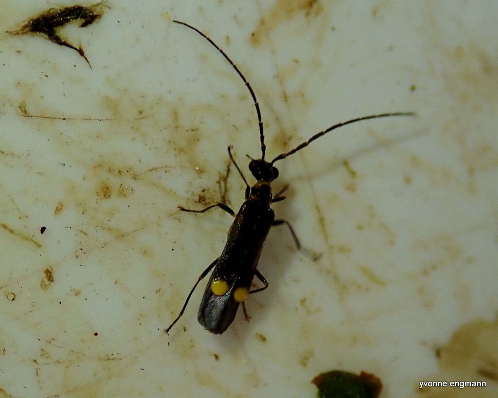 Malthodes Kiesenwetter, 1852