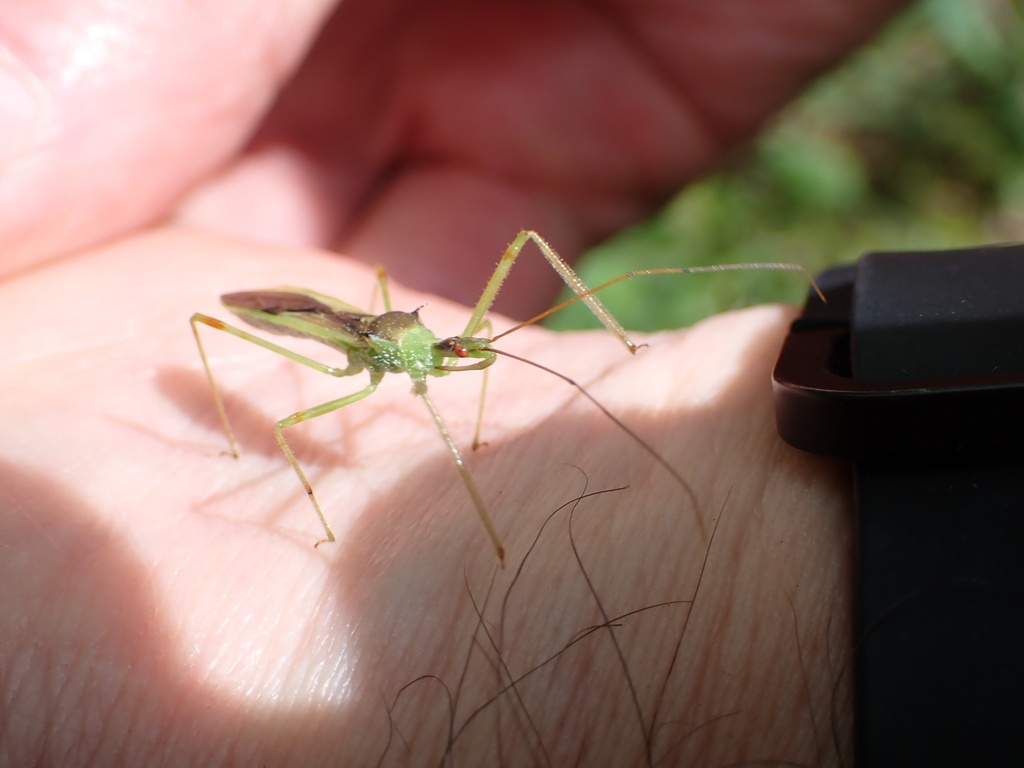 Pale Green Assassin Bug from Ash Grove, MO, US on May 21, 2023 at 03:28 ...